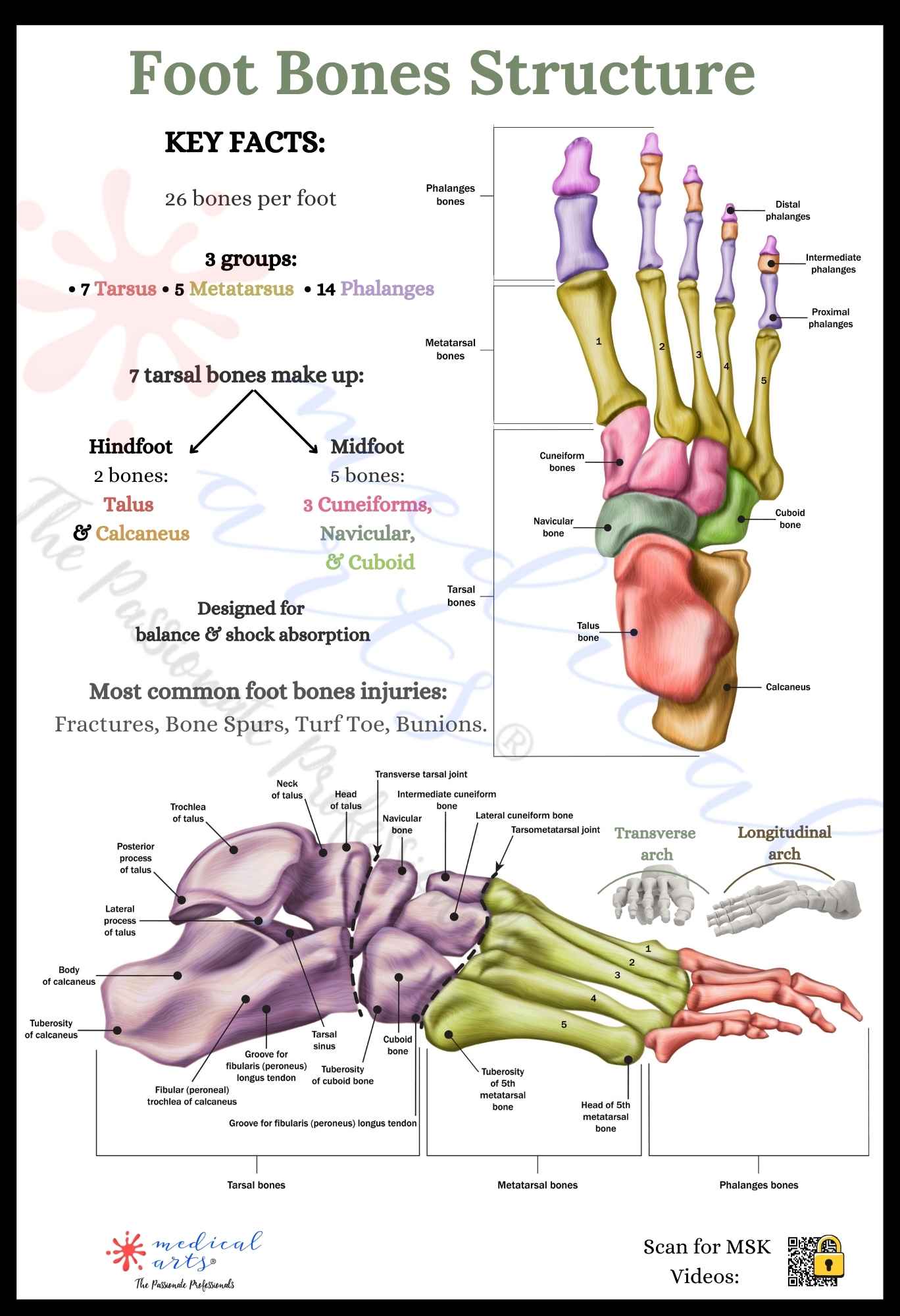 Human Foot Anatomy Display – Art & Education – Medical Arts Shop